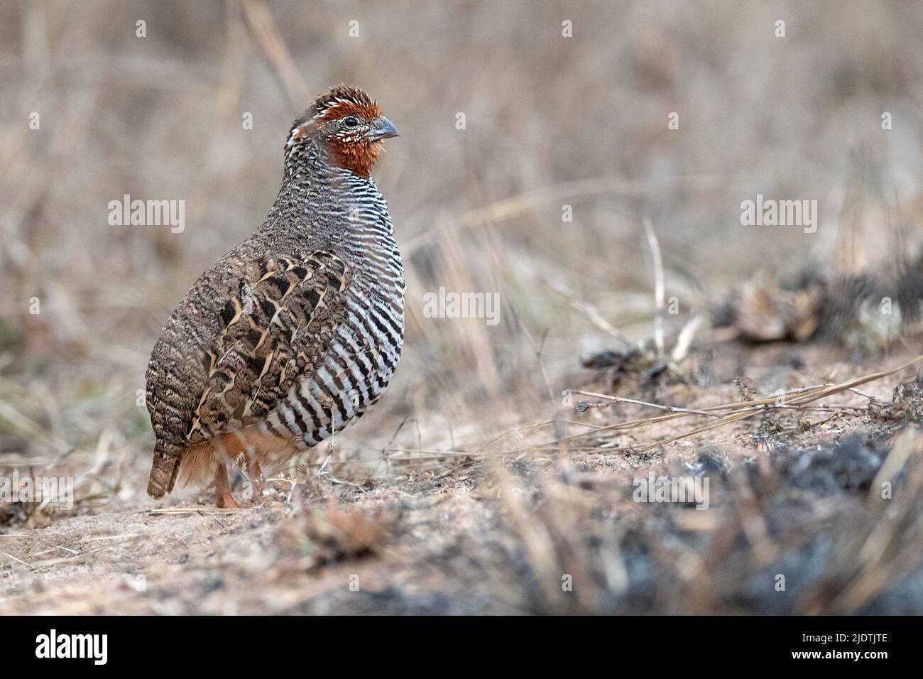 Male jungle bush quali (Perdicula asiatica) from bandhavgarh National ...