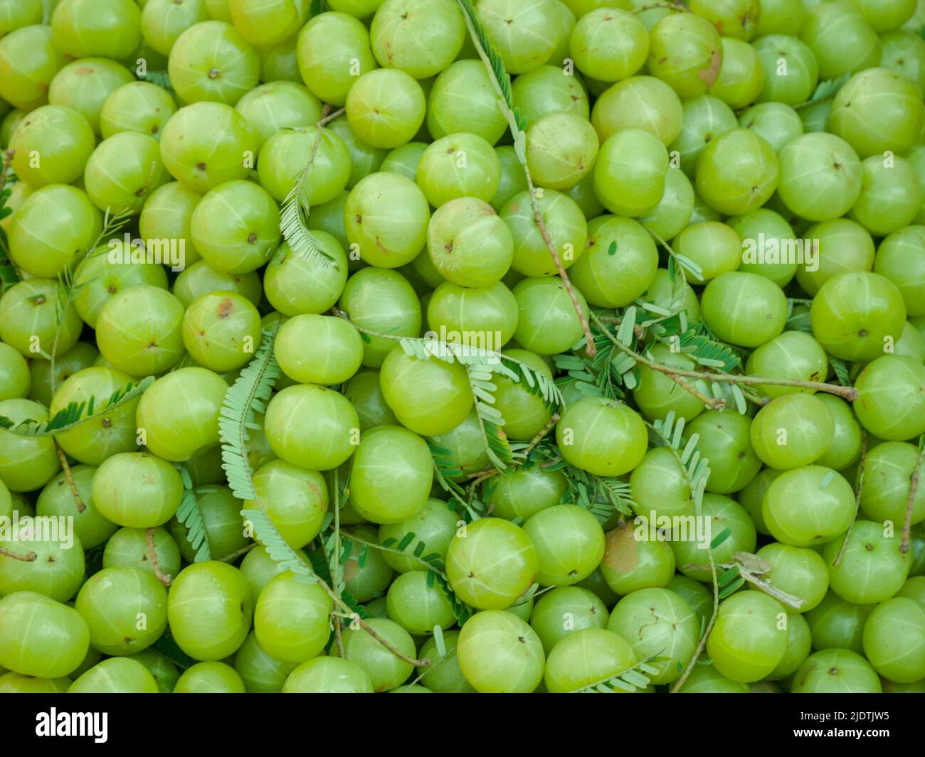 Pile of fresh Amla fruit, also known as Indian gooseberries ready to be sale in market Stock ...