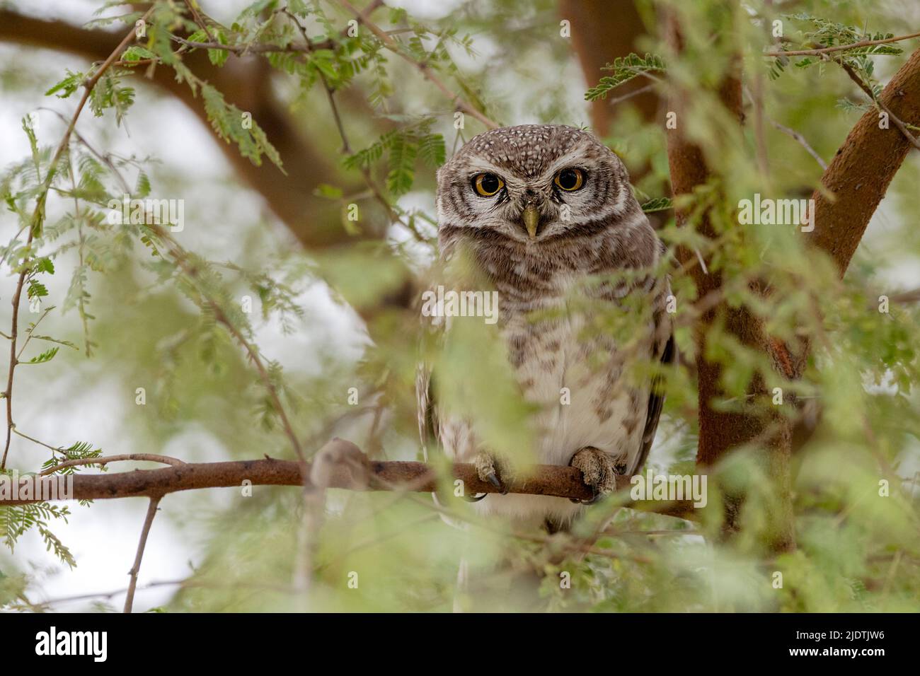 Spotted owlet (Athene brama) from jawai, Rajasthan, India Stock Photo ...