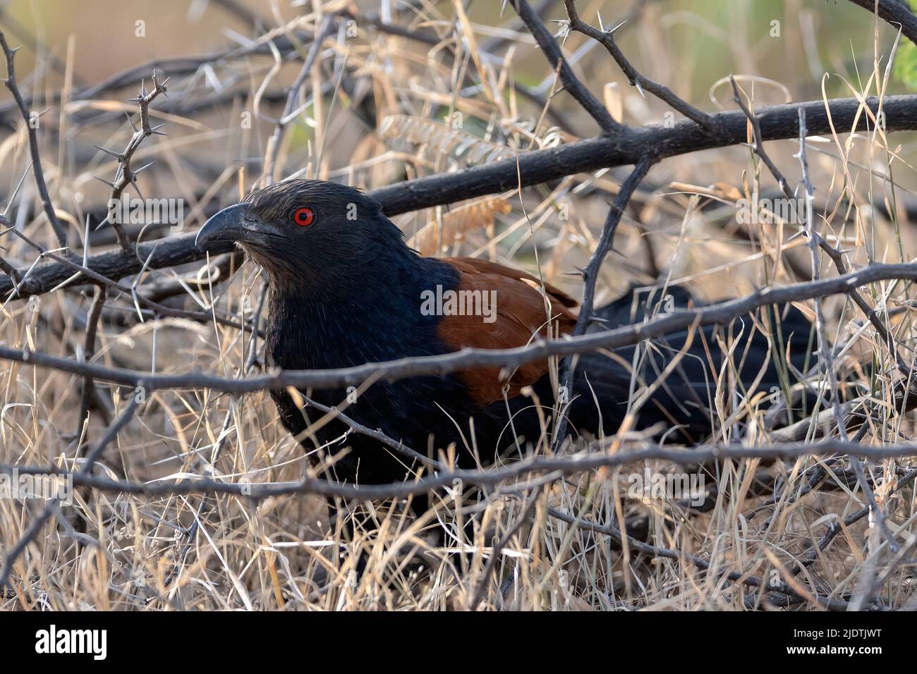 Greater coucal (Centropus sinensis) from Rajasthan, India Stock Photo ...