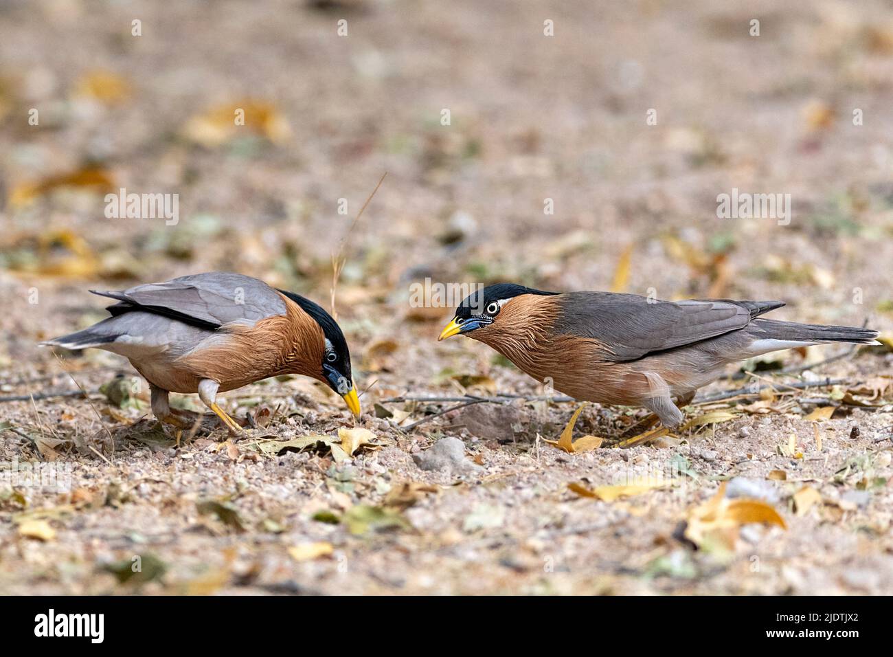 Brahminy starlings (Sturnia pagodarum) from Jawai-area, Rajasthan ...