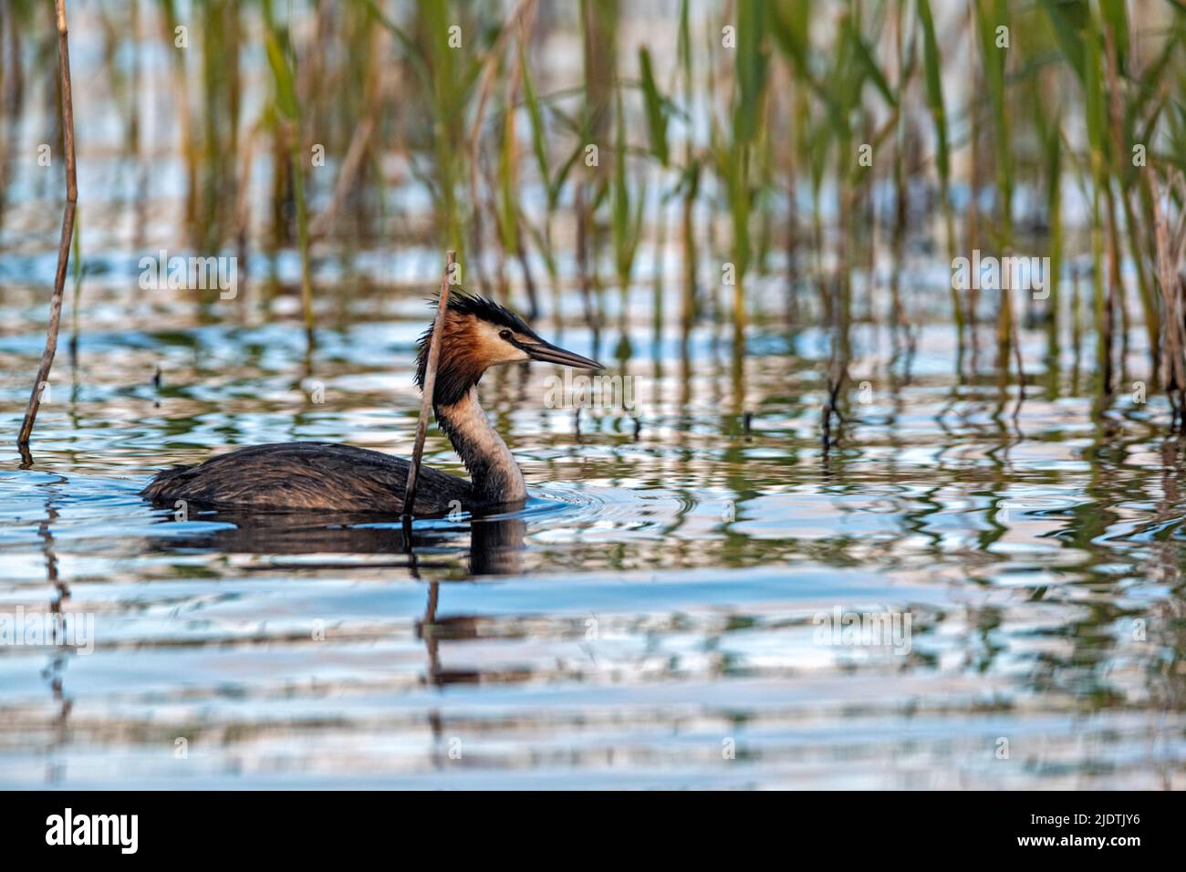 Great crested grebe (Podiceps cristatus) from Vejlerne, northern ...