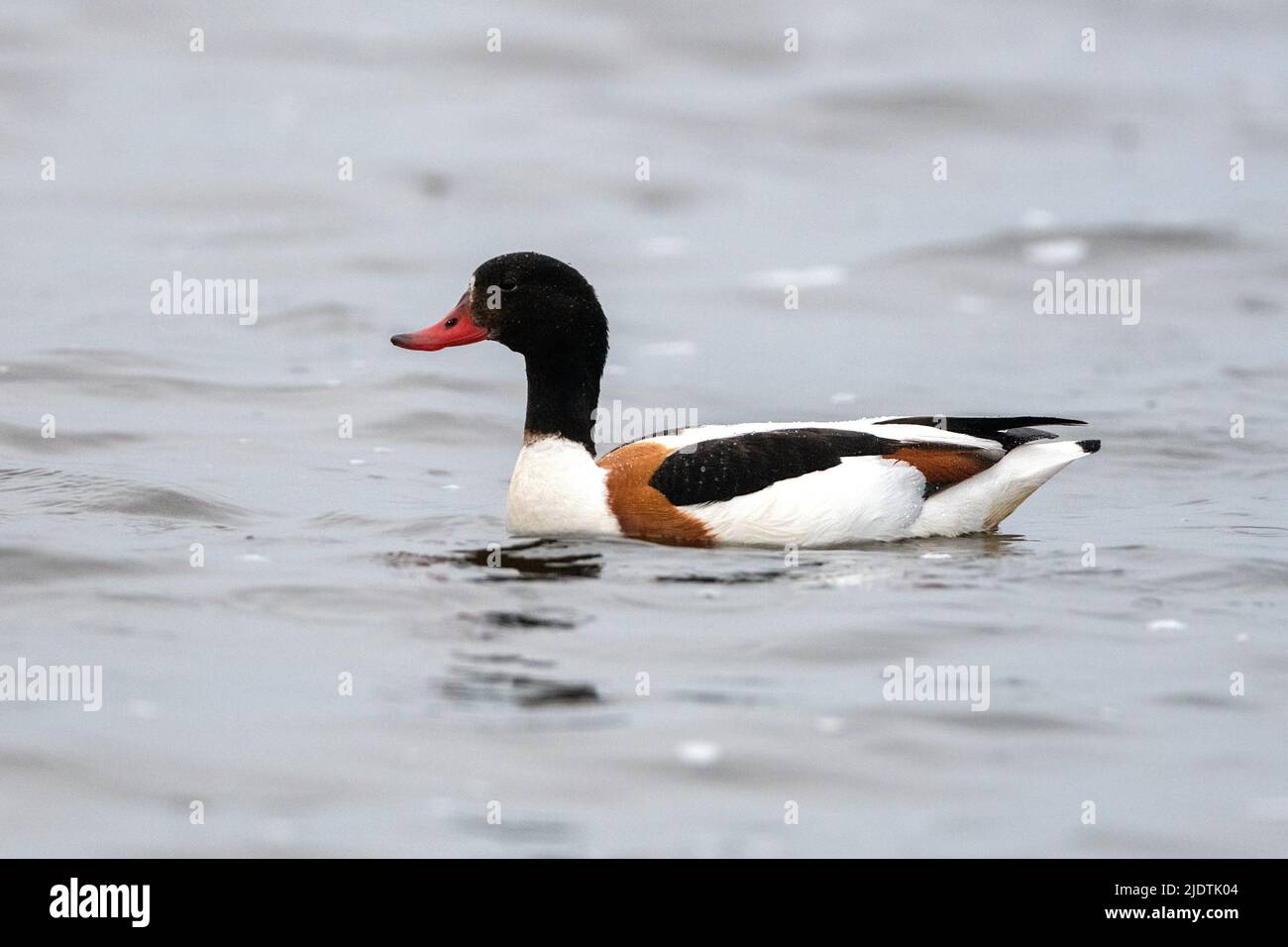 Common Shelduck (Tadorna tadorna) from Vejlerne, northern Denmark Stock ...