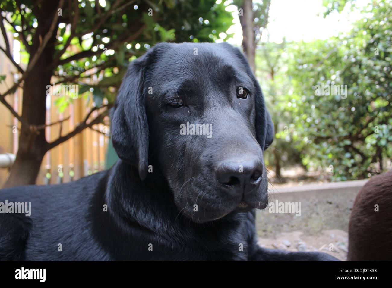 Photograph of a black Labrador Retriever. Labrador puppy in close-up ...