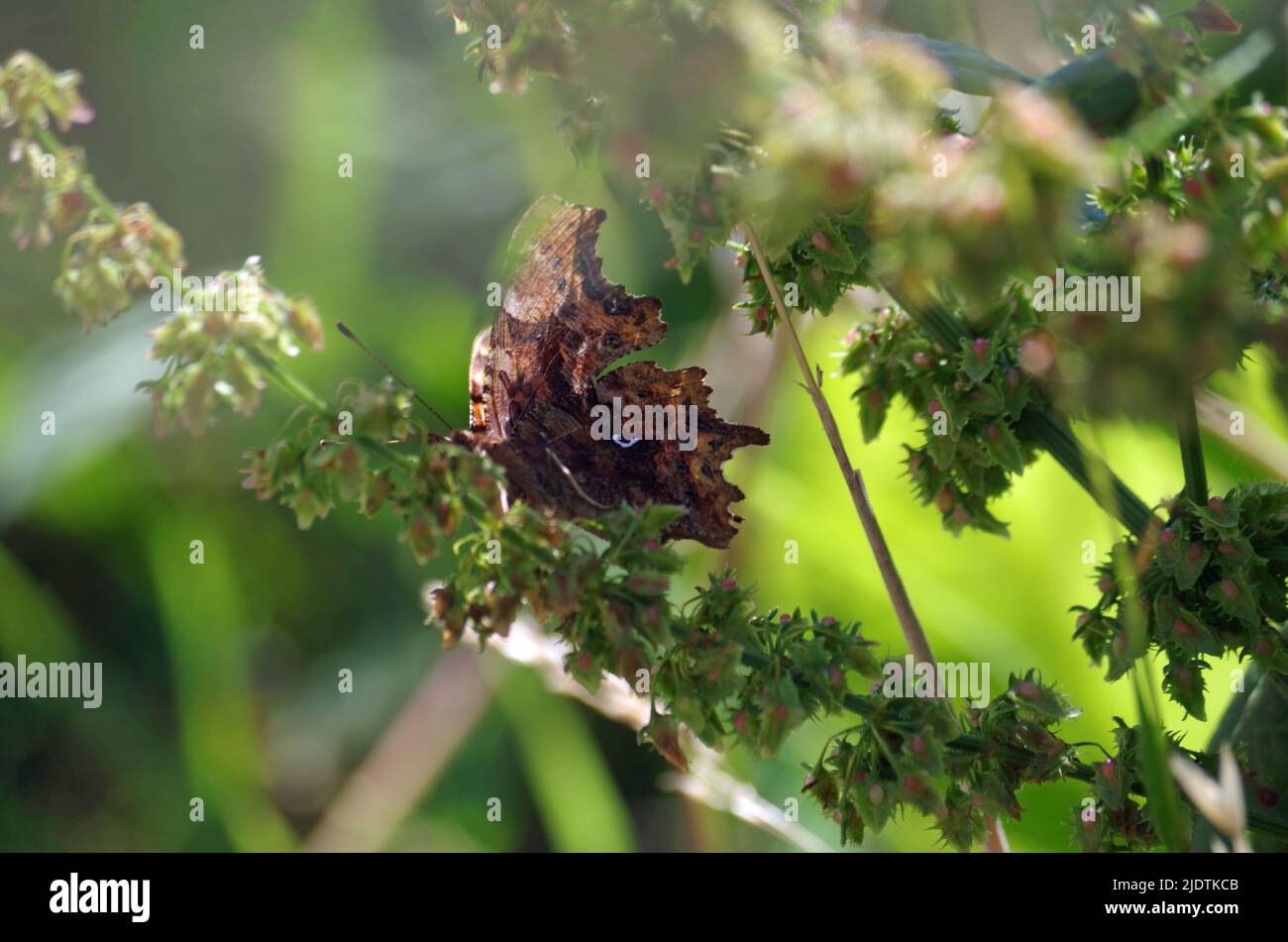 Polygonia C - album Stock Photo - Alamy