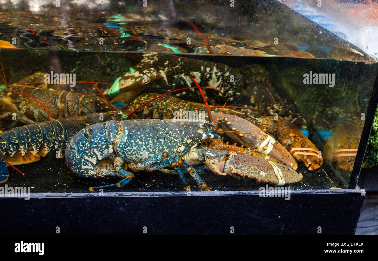 London , England UK - Fresh lobster on sale at Borough Market Stock ...