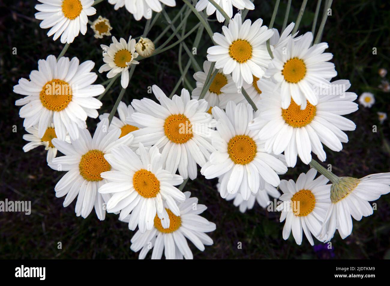 The pyrethrum daisy, source of Pyrethroid insecticides on the ...