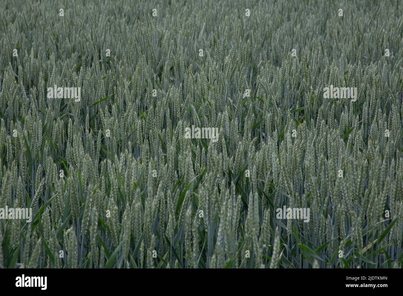 Rothamsted estate hi-res stock photography and images - Alamy
