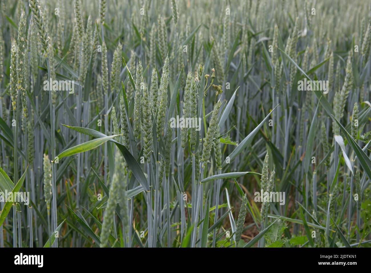 Rothamsted research agriculture hi-res stock photography and images - Alamy
