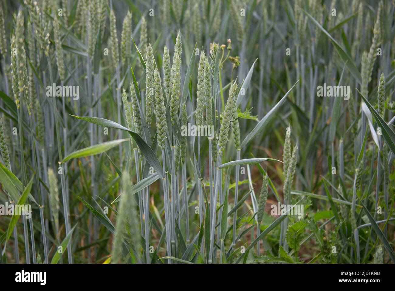 Rothamsted research agriculture hi-res stock photography and images - Alamy