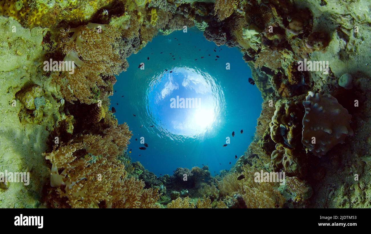 Tropical fishes and coral reef at diving. Underwater world with corals ...