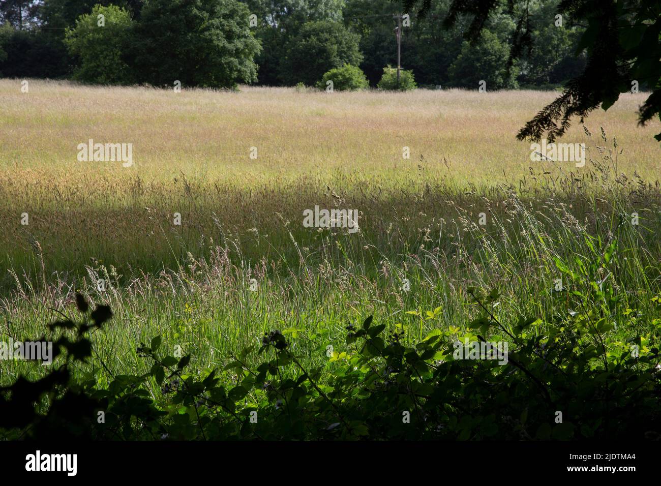 The Park Grass experiment, one of the long-term or classical ...