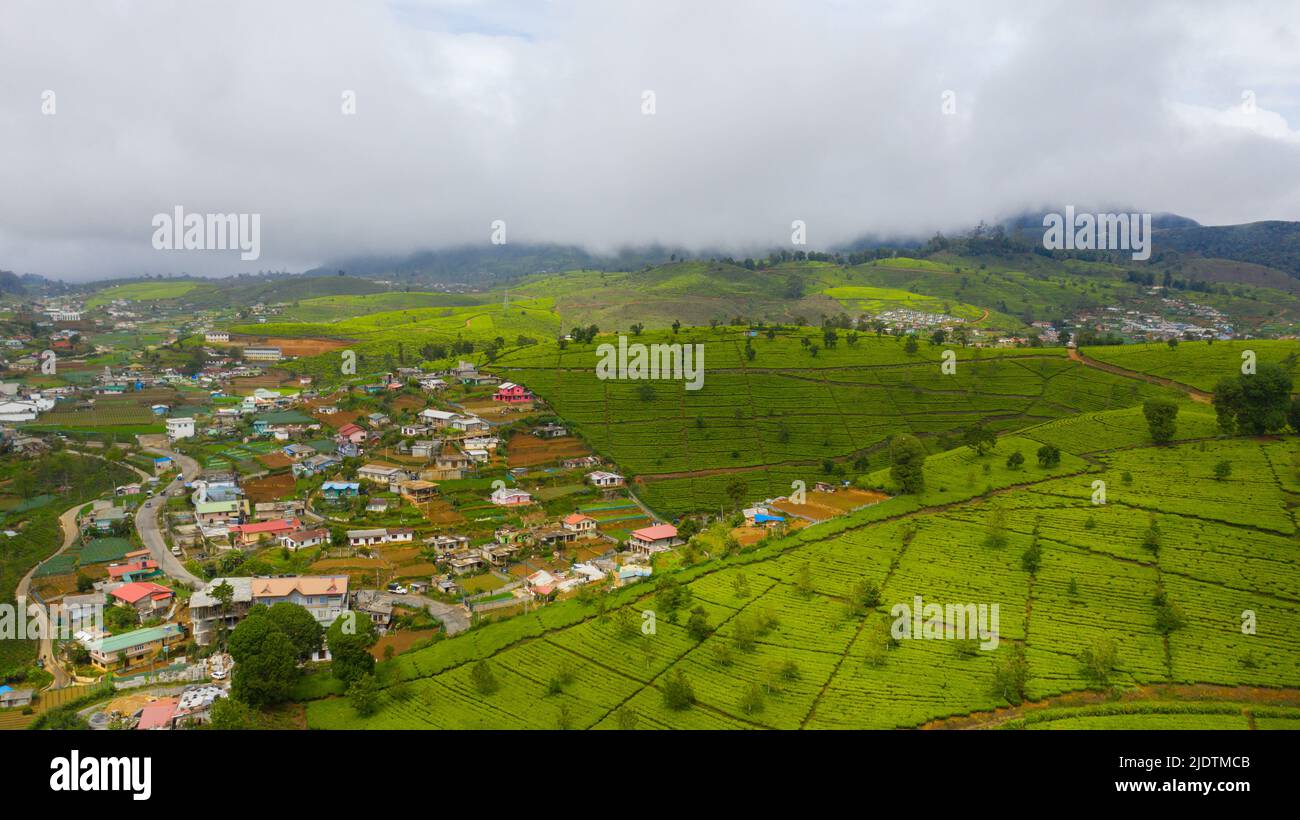Aerial view of Tea plantation on top of mountain. Nuwara Eliya, Sri ...
