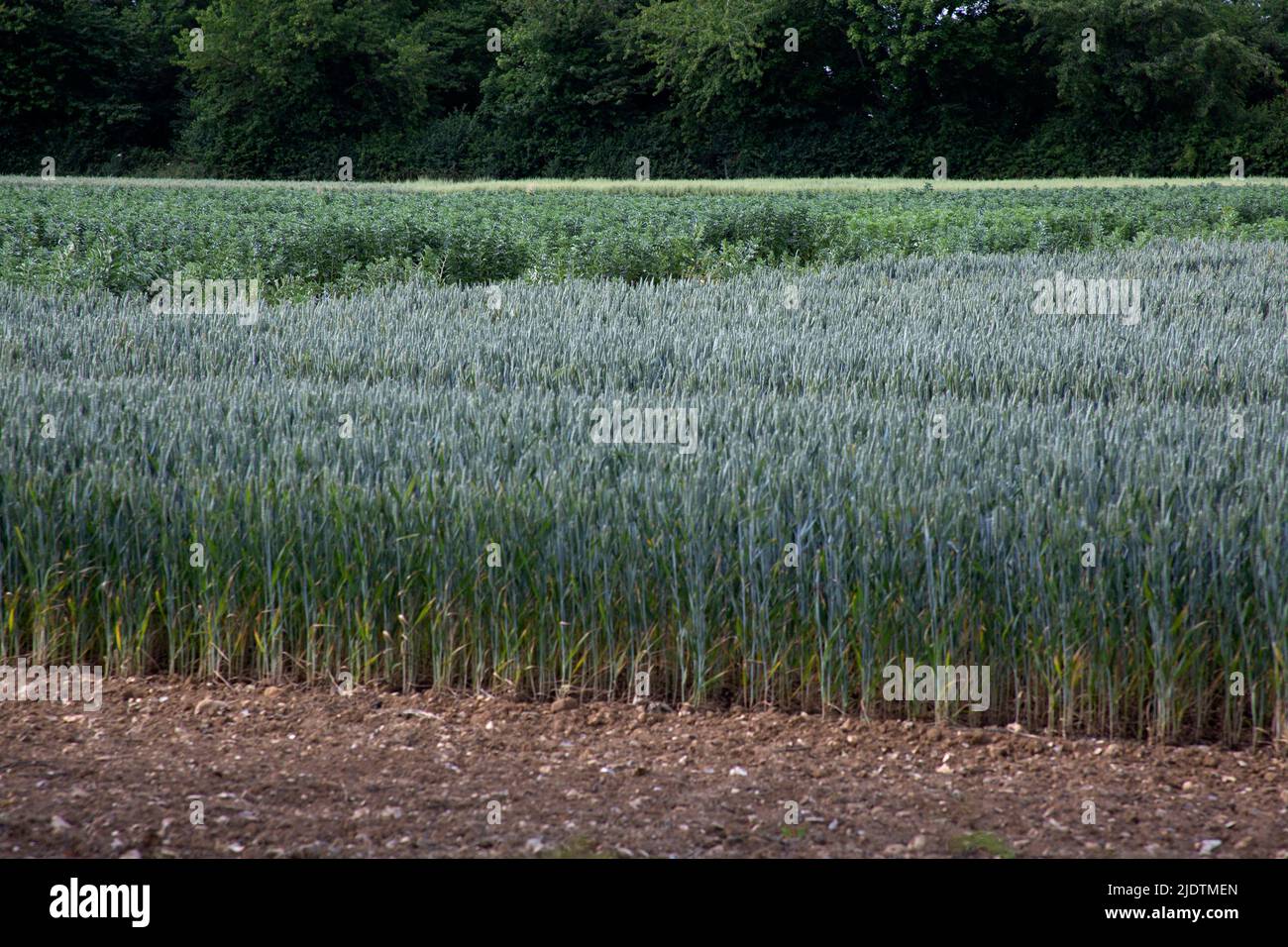 Rothamseted estate hi-res stock photography and images - Alamy