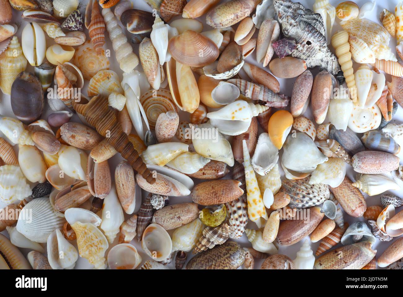 Many tropical seashells as a background Stock Photo - Alamy