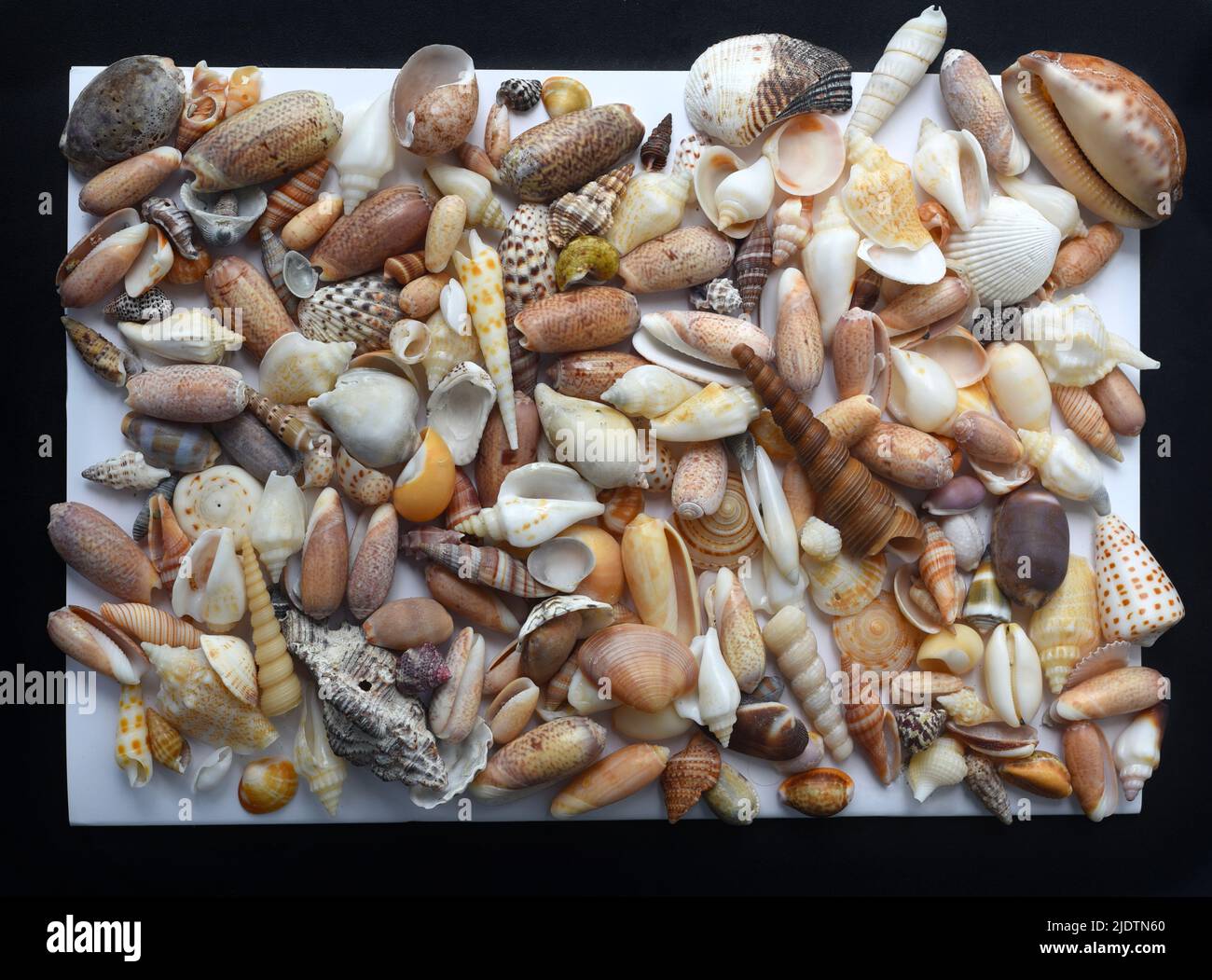 Marine collection seashells design pattern tropical hi-res stock ...