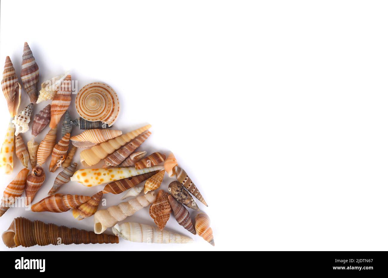 Tropical seashells on white background Stock Photo - Alamy
