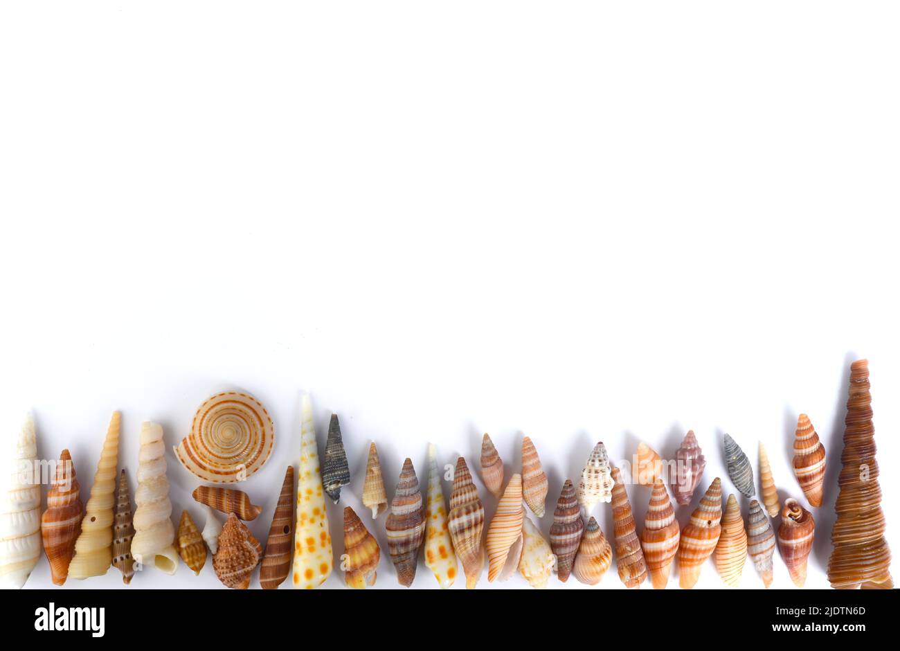 Tropical seashells on white background Stock Photo - Alamy