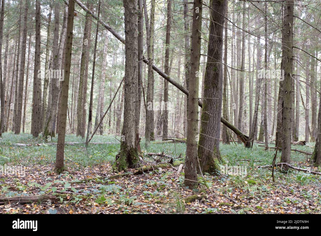 Pine tree forest landscape in summer time. Panorama of pine trees for ...