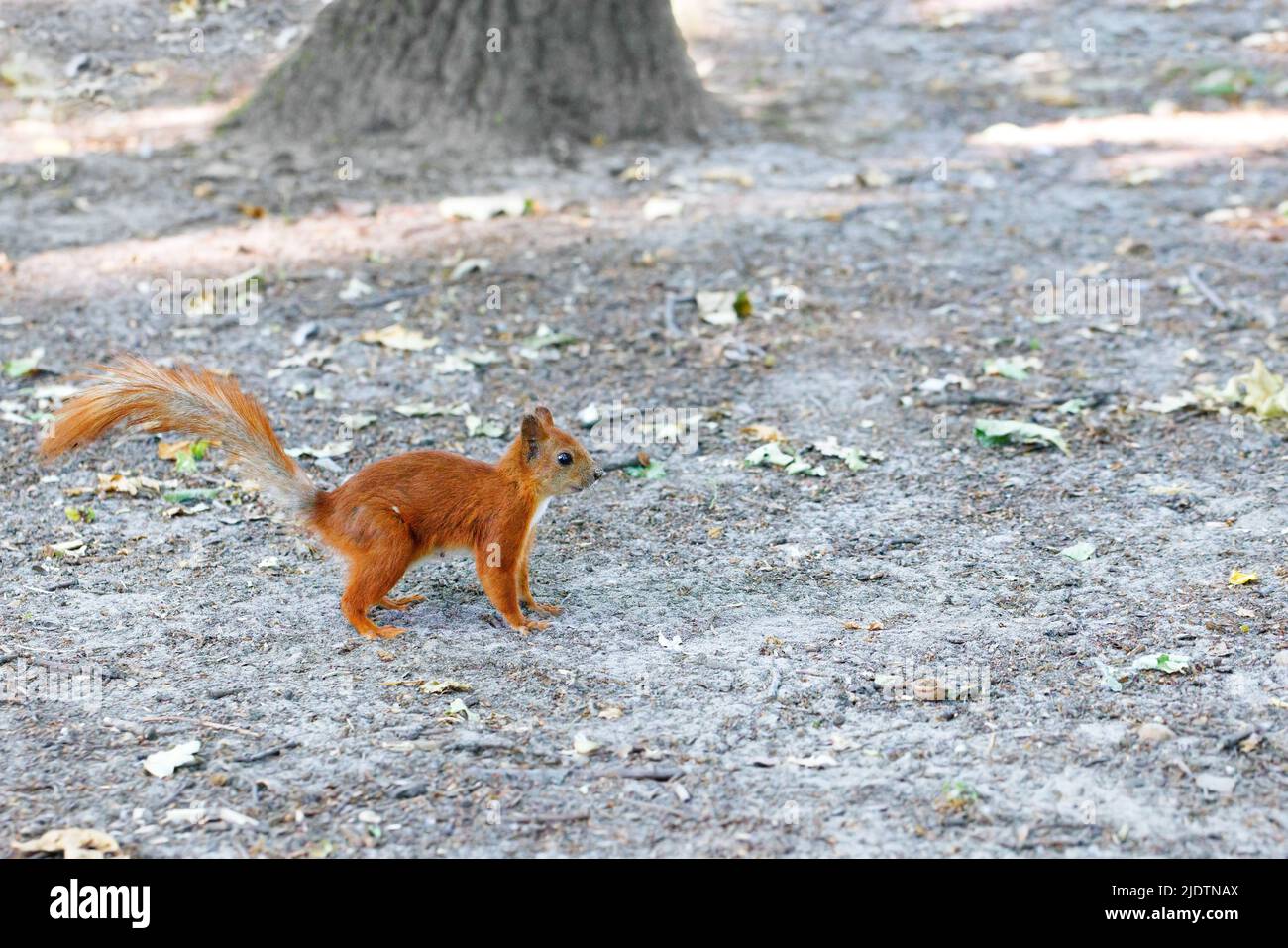 A nimble red squirrel baby walks curiously on the gray sandy ground in ...