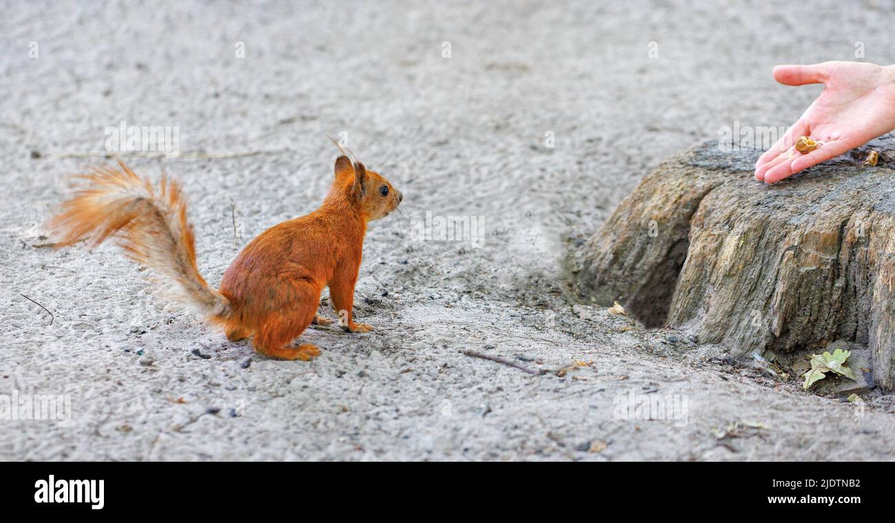 A small red-haired squirrel with curiosity examines a treat with a nut ...