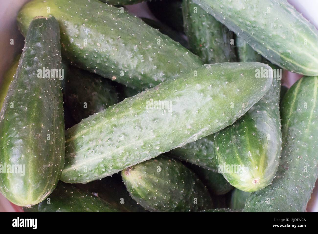 harvested green pimple cucumbers for storage Stock Photo - Alamy