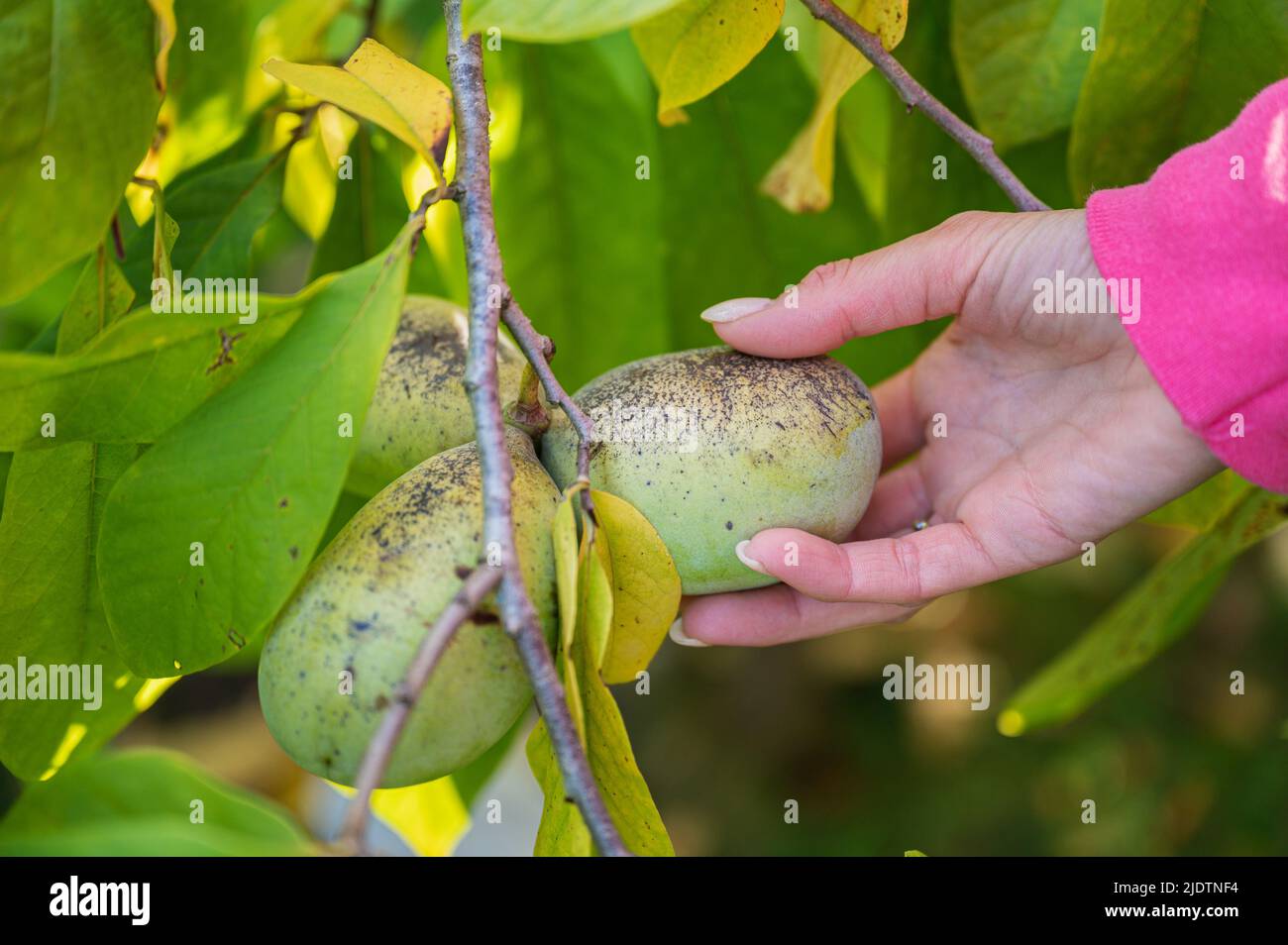 Closeup view of female hand harvesting delicious ripe asimina fruits ...