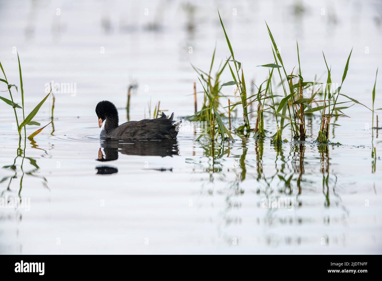 Eurasian coot (Fulica atra) from Vejlerne, northern Denmark Stock Photo ...