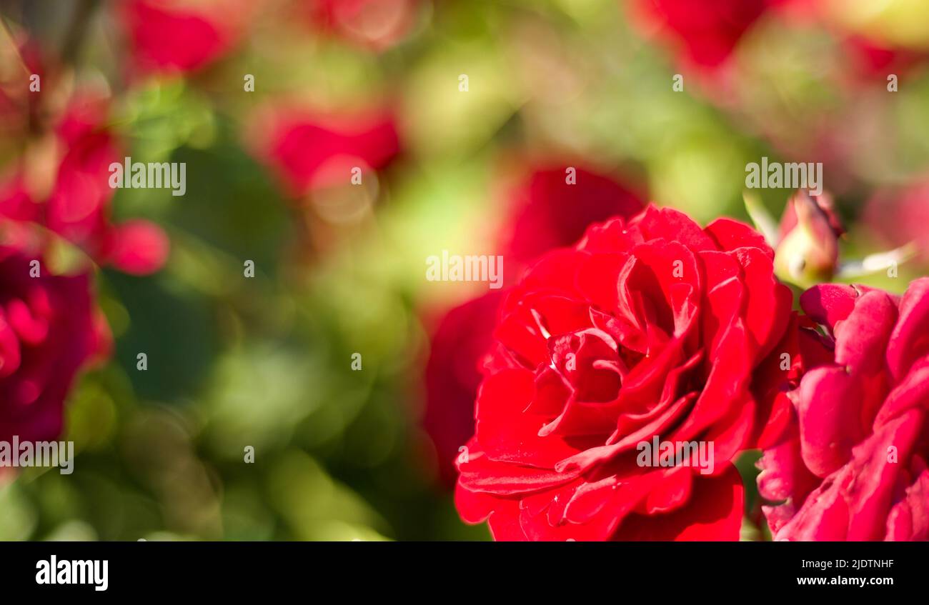 Red roses for backgrounds of invitations and announcements. Red flowers ...