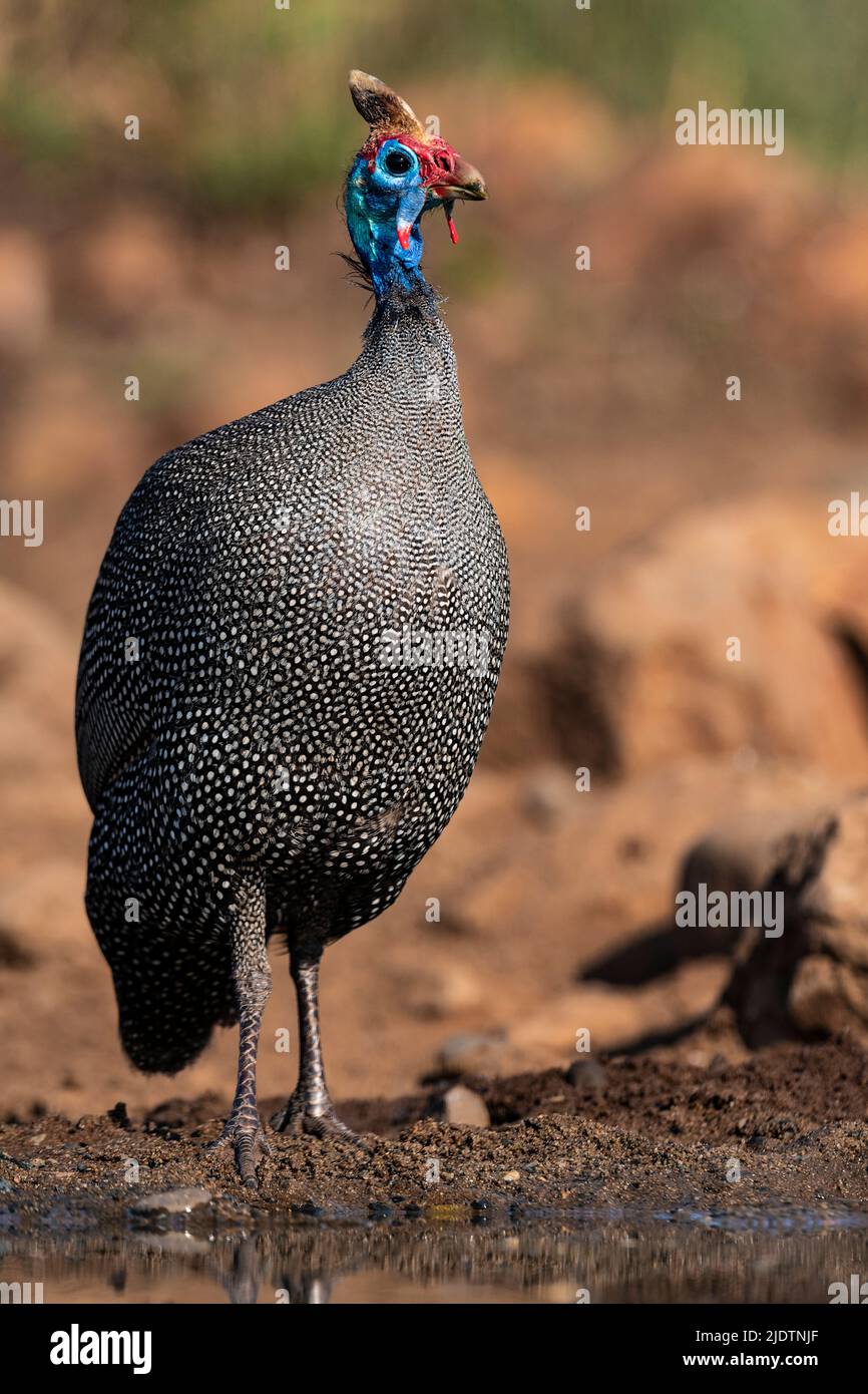 Helmeted guineafowl (Numida meleagris) from Zimanga, South Africa Stock ...