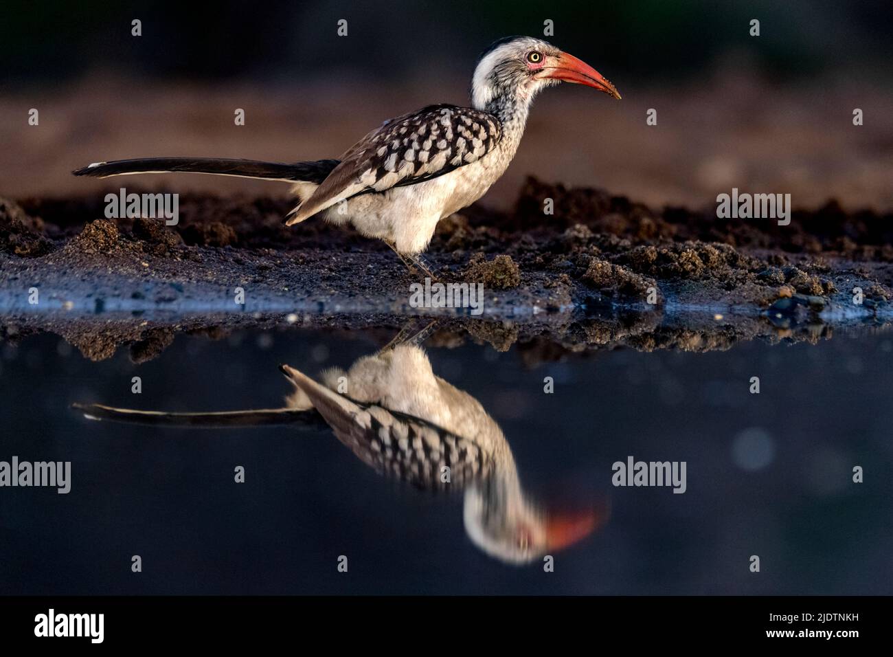 Southern red-billed hornbill (Tockus rufirostris) from Zimanga, South ...