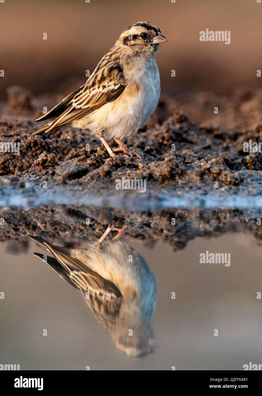 Spurvefugler hi-res stock photography and images - Alamy