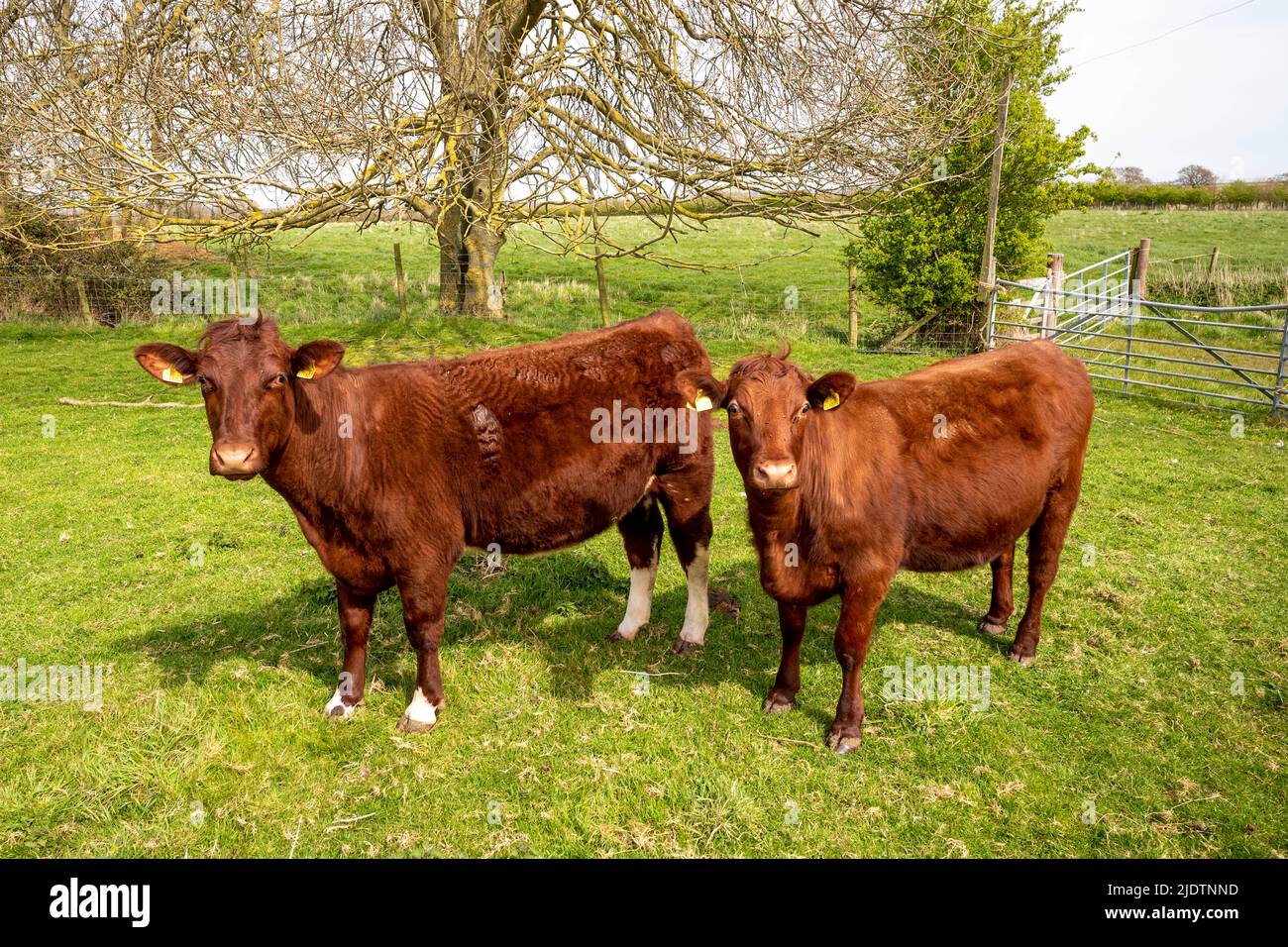 Brown cows hi-res stock photography and images - Alamy