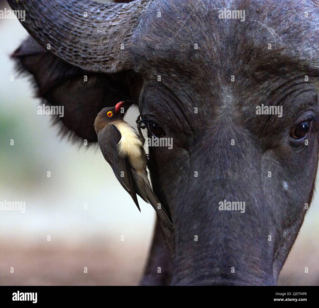Red-billed oxpecker (Buphagus erythrorhynchus) sitting on the face of a ...