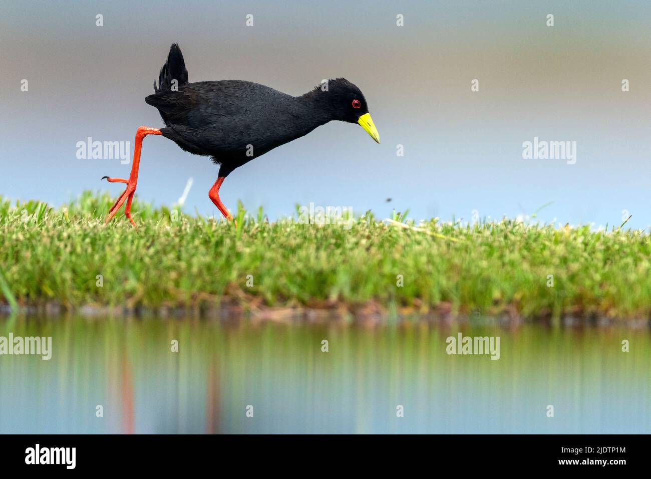 Black crake (Amaurornis flavirostra) fro0m Zimanga, South Africa Stock ...