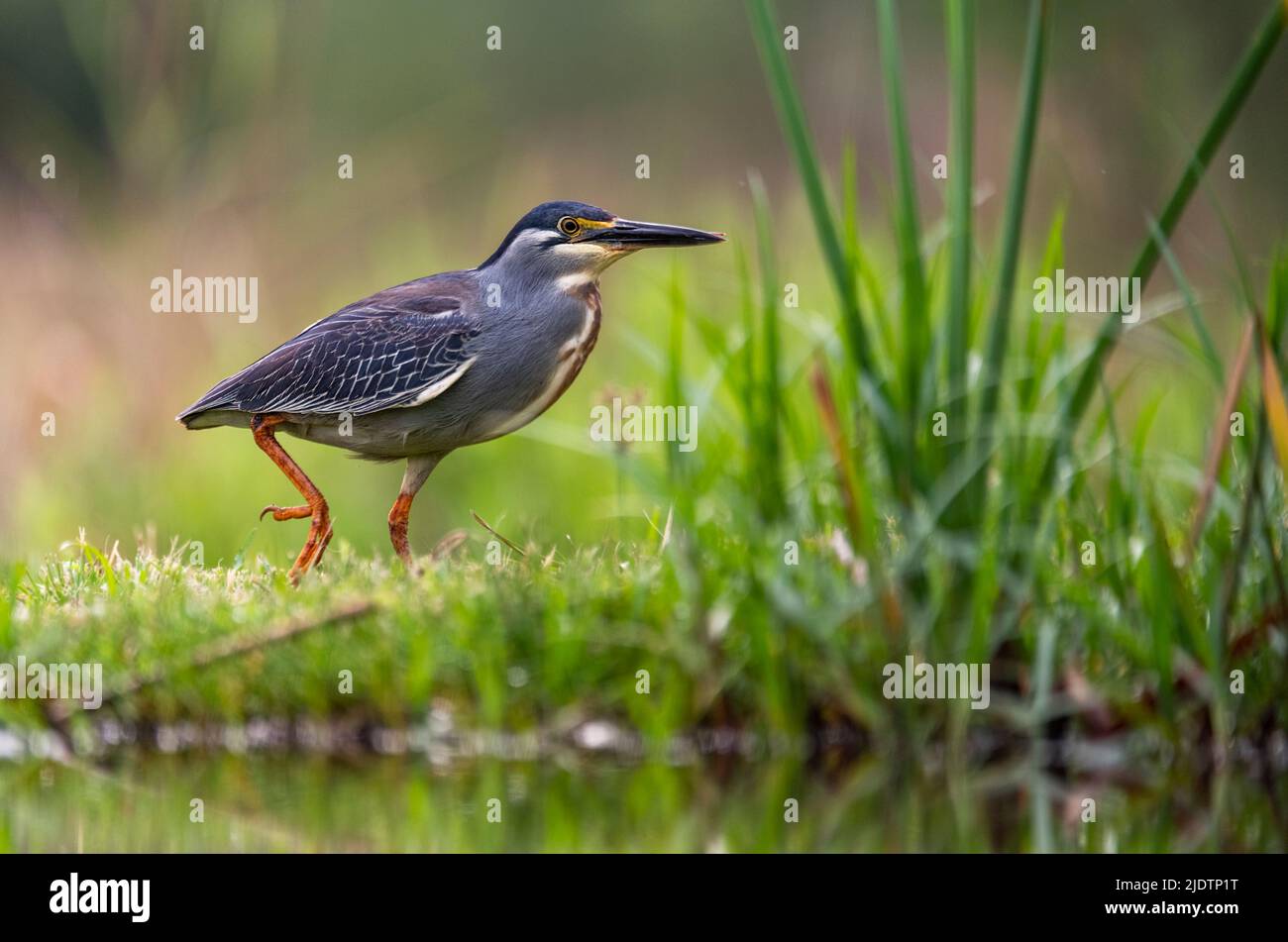 Striated heron (Butorides striata) from Zimanga, South Africa Stock ...