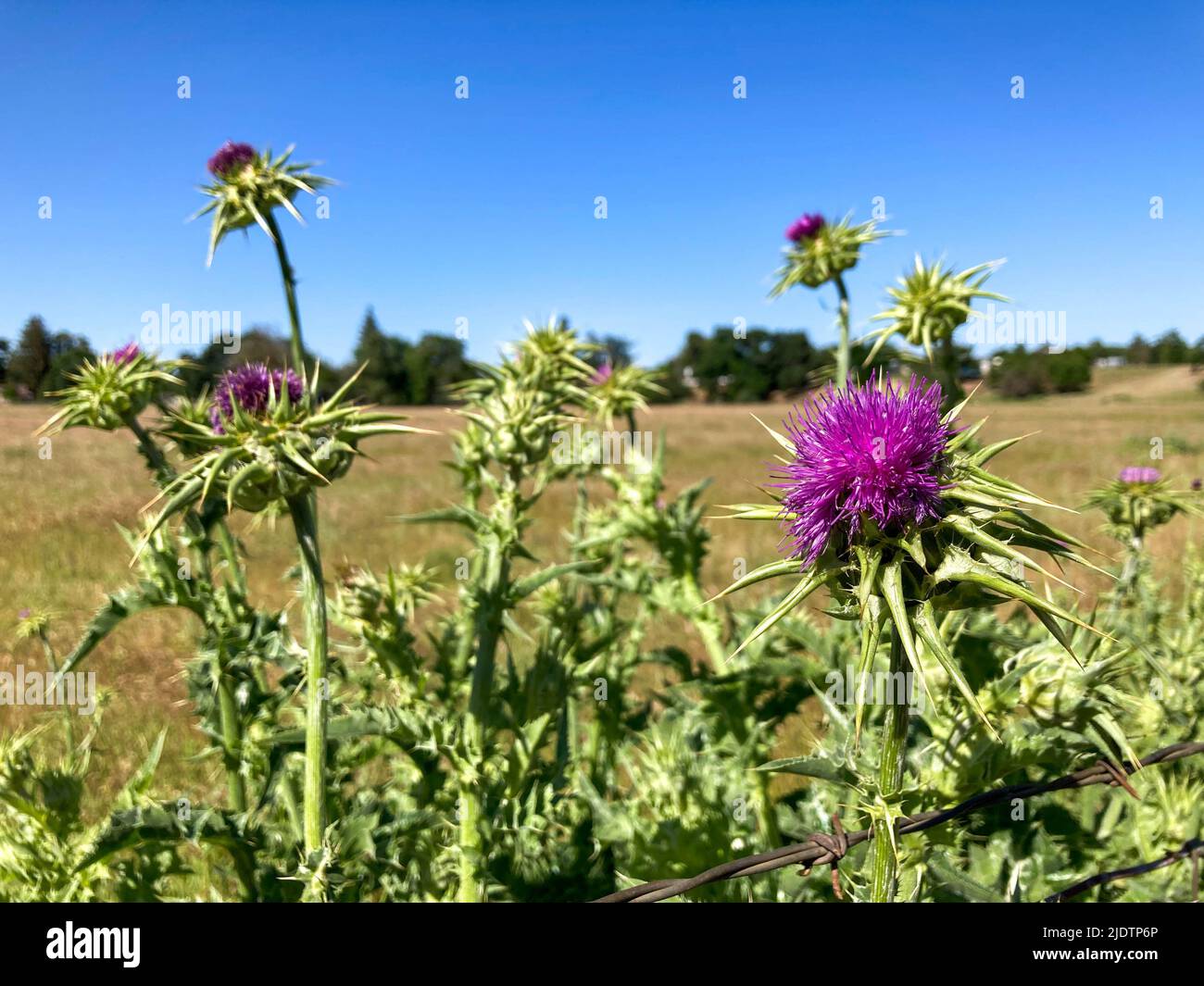Purple Star Thistle Growing on the Roadside in the Country in ...