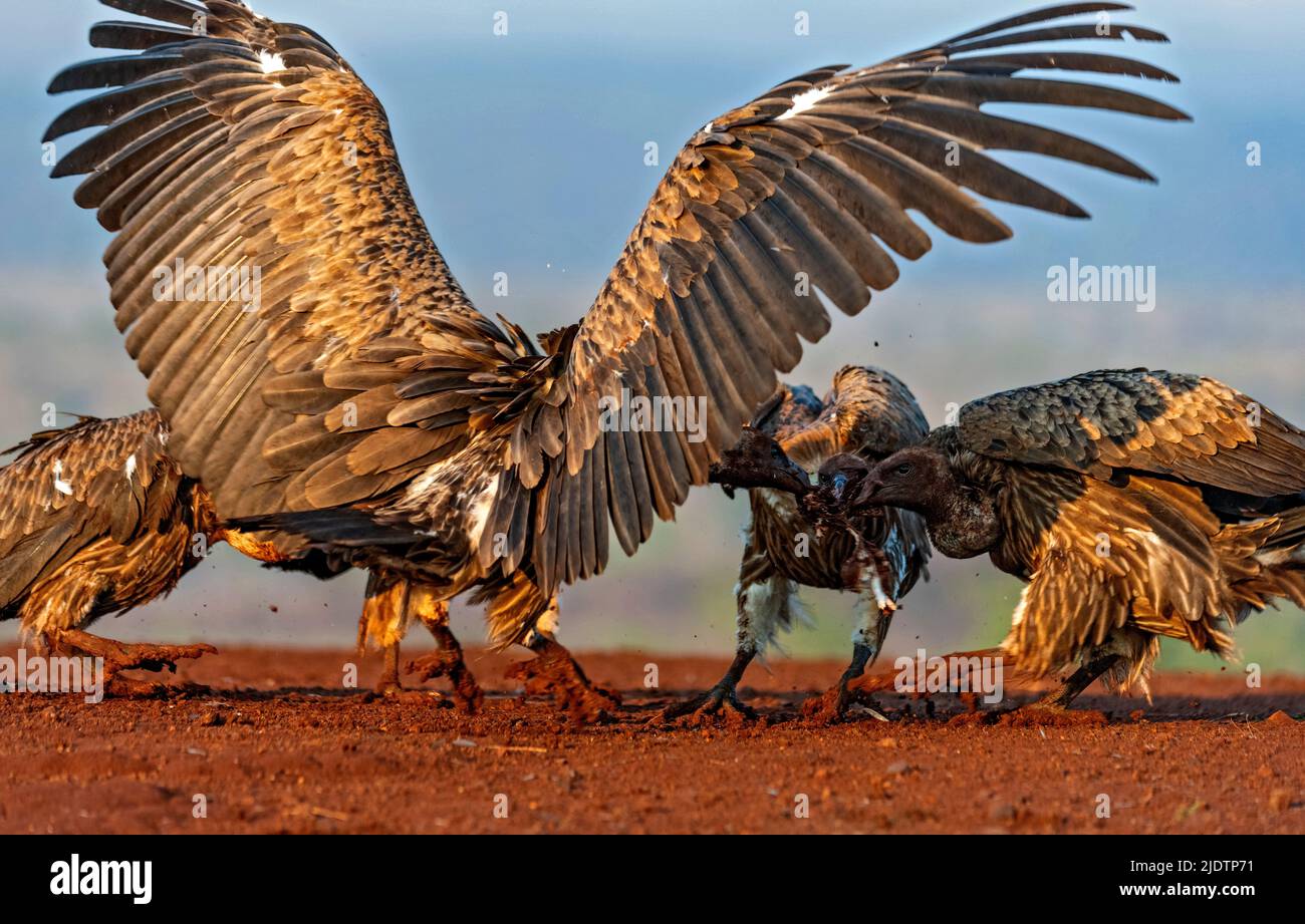 Vulture fighting food hi-res stock photography and images - Alamy