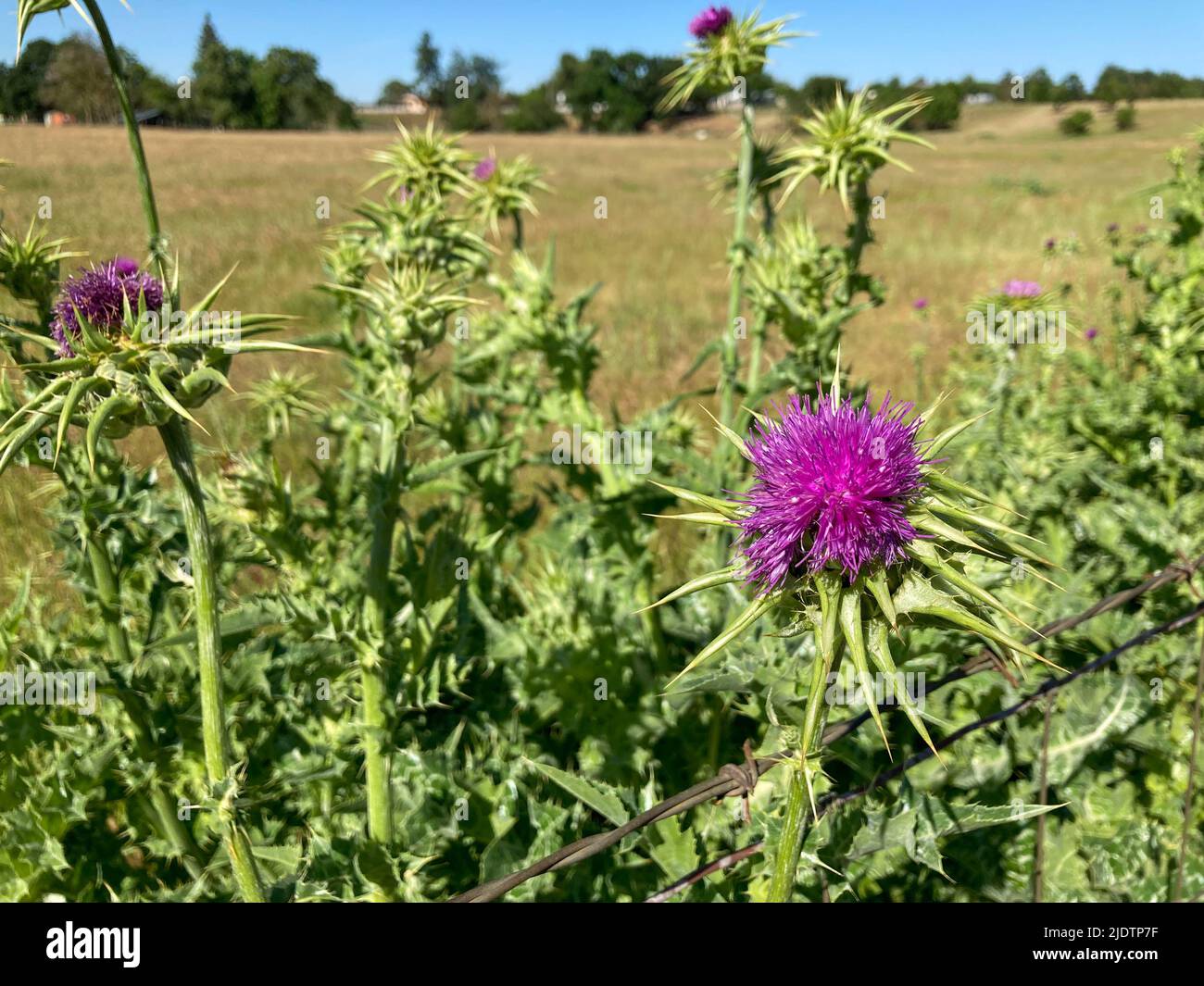 Purple star thistle hi-res stock photography and images - Alamy