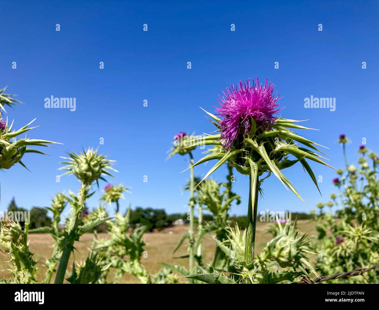 Purple Star Thistle Growing on the Roadside in the Country in ...