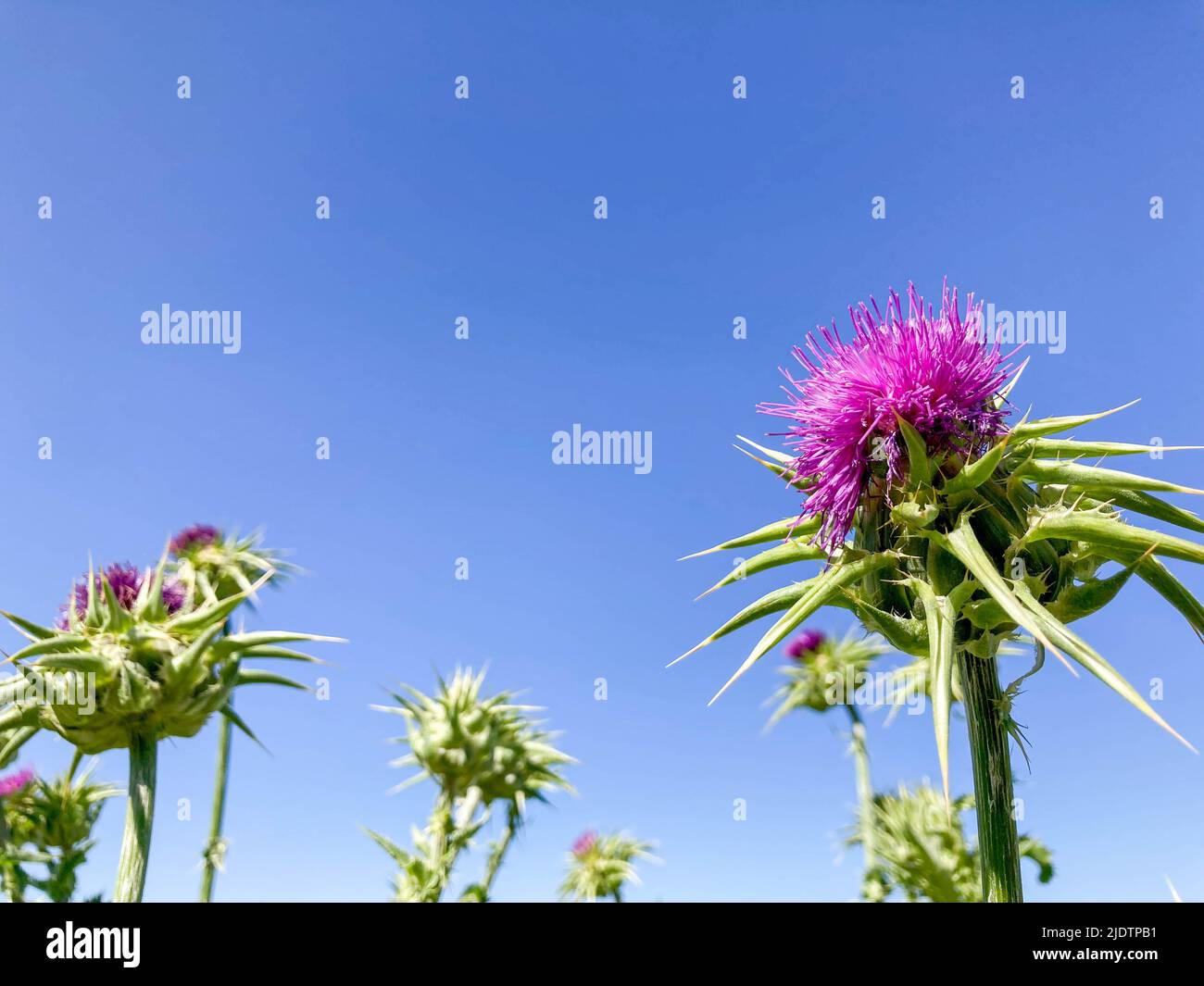 Purple Star Thistle Growing on the Roadside in the Country in ...