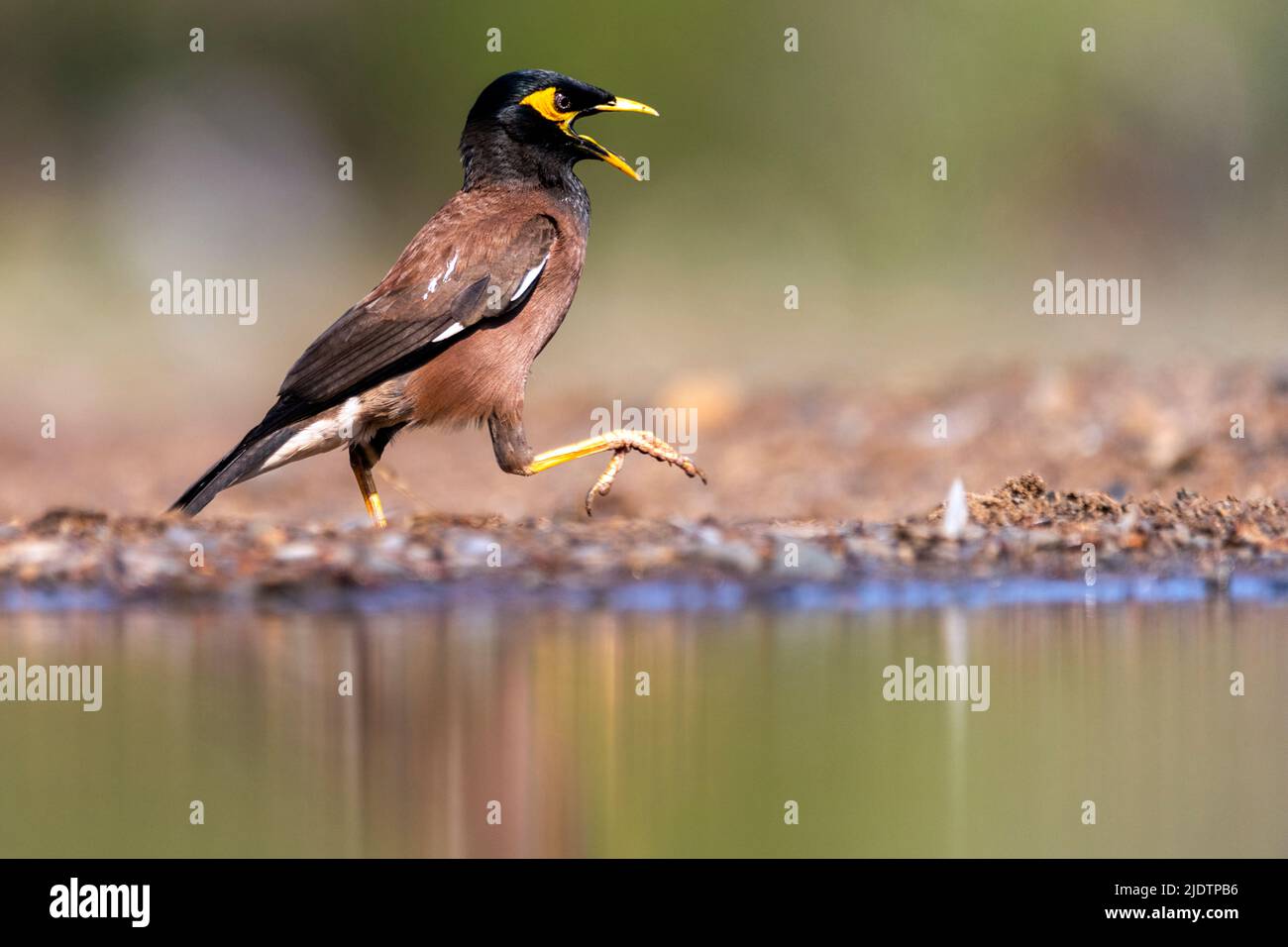 Common myna (Acridotheres tristis) on a very hot day in Zimanga, South ...