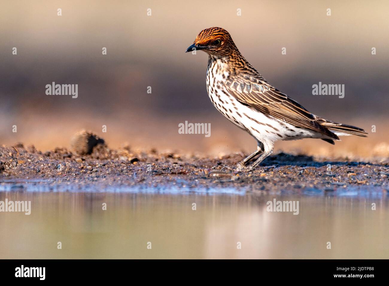 Violet-backed starling (Cinnyricinclus leucogaster), female, from ...