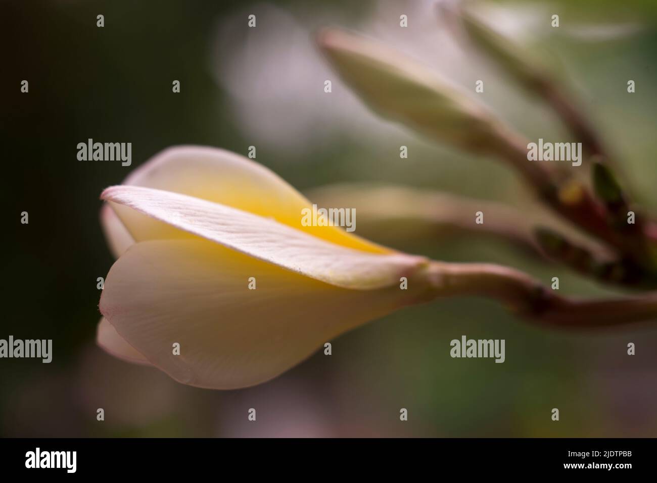 The plumeria is the national tree of laos hi-res stock photography and ...