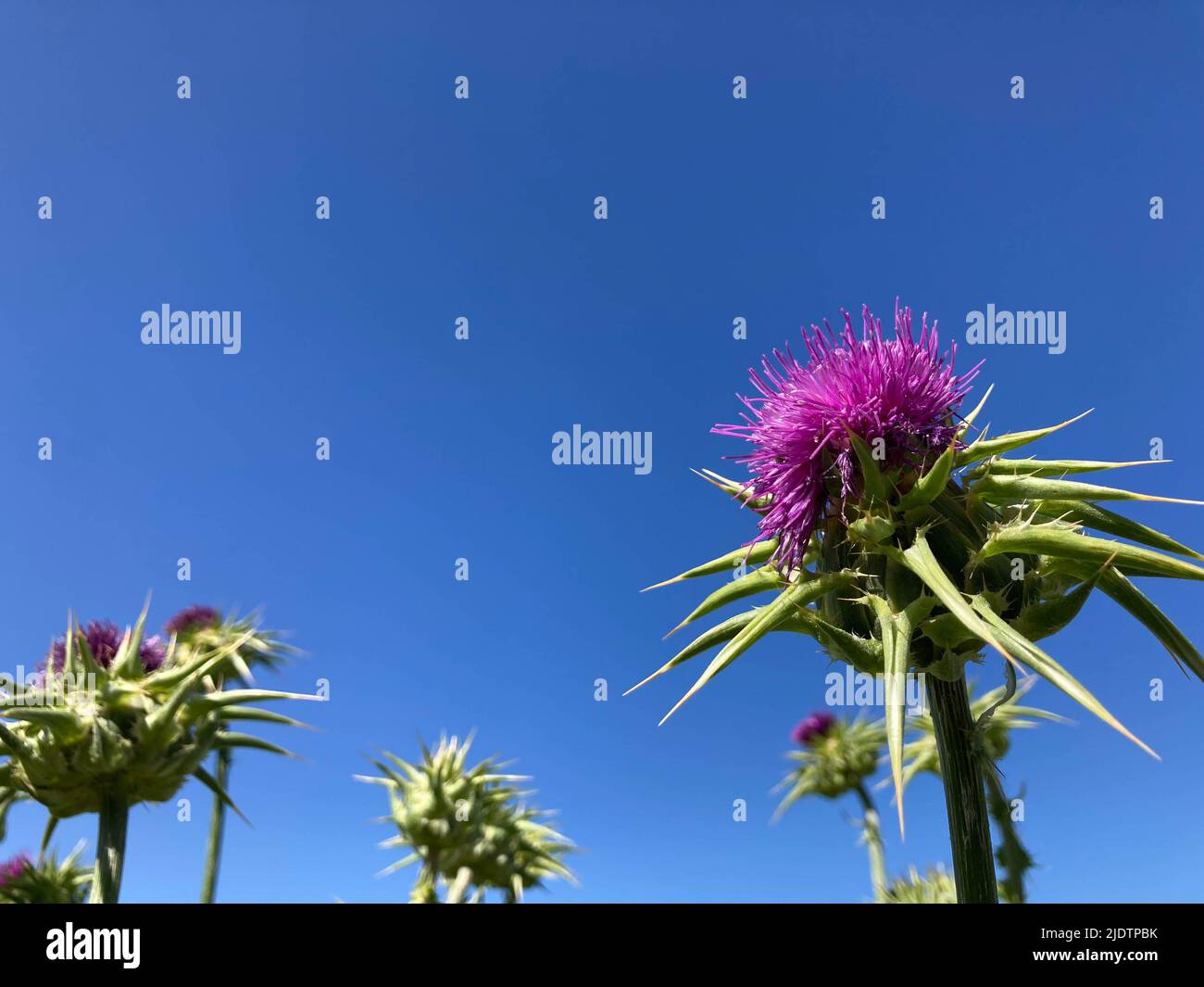 Purple Star Thistle Growing on the Roadside in the Country in ...