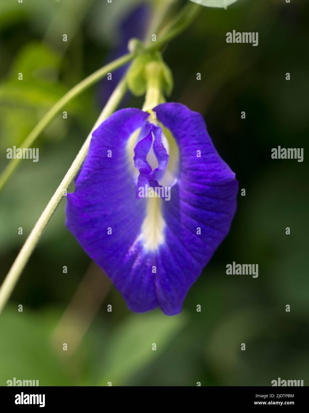 Butterfly pea flowers on a farm, macro close-up shot Stock Photo - Alamy