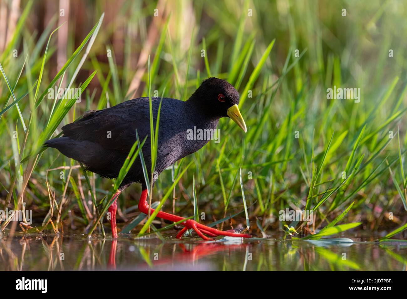 Svartrikse hi-res stock photography and images - Alamy