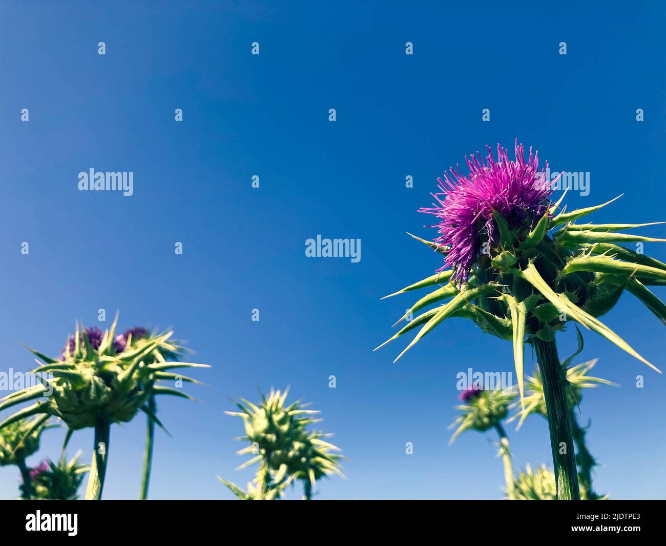 Purple Star Thistle Growing on the Roadside in the Country in ...