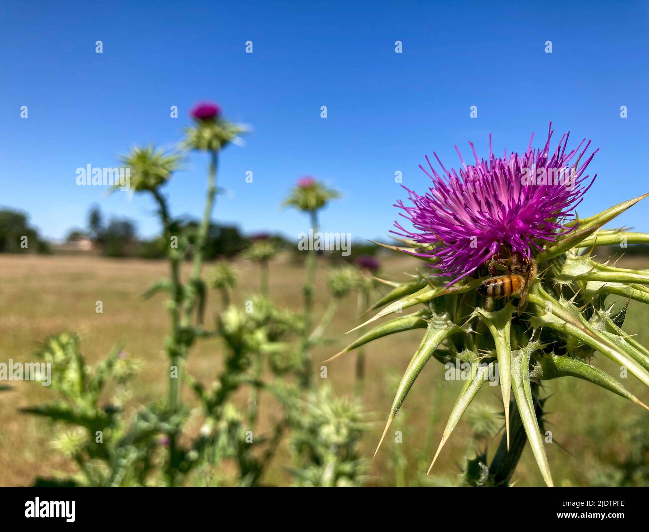 Purple Star Thistle Growing on the Roadside in the Country in ...