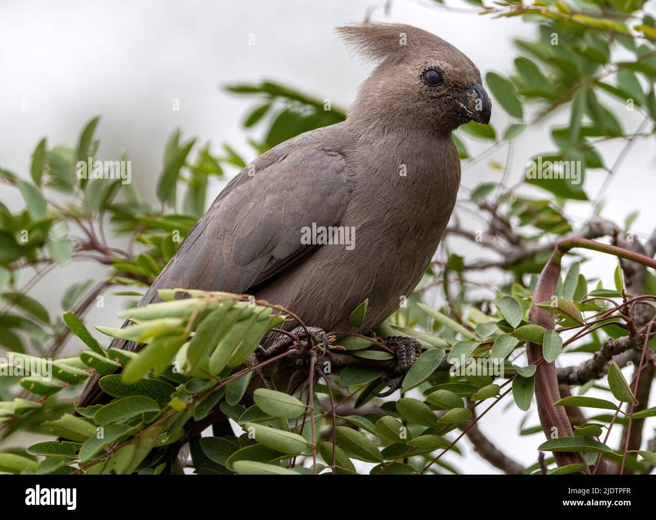Grey loerie kwevoel hi-res stock photography and images - Alamy